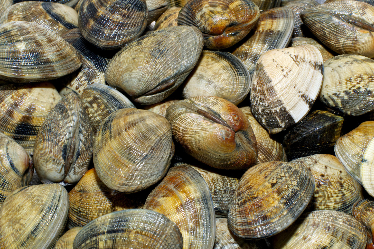 Find fresh shellfish in Yarmouth’s coastal waters - Yarmouth Chamber of ...